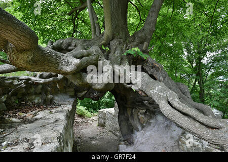 Roots Of A Linden Stock Photo - Alamy