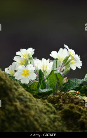 ENGLISH PRIMROSE Primula vulgaris. Photo: Tony Gale Stock Photo - Alamy