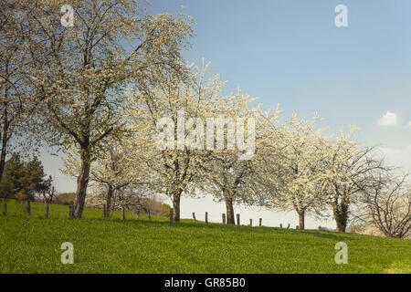 Blossoming cherry trees in Hagen, Germany Stock Photo - Alamy