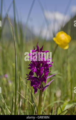 Troll-flower Trollius europaeus bloom close-up Stock Photo - Alamy