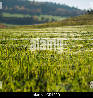 Meadow plant with cobwebs in the rays of the rising sun Stock Photo - Alamy