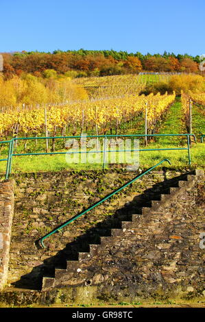 autumn in the steep slopes of the vineyards in Neckar valley near ...