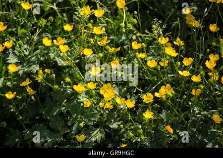 Meadow buttercup, Ranunculus acris poisonous plants illustrations Stock ...