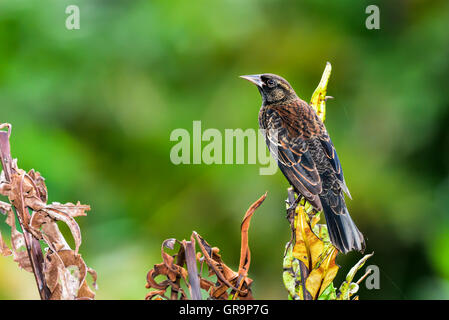 Red Winged Blackbird Stock Photo - Alamy
