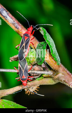 Red Cotton Bug - Mating Dysdercus cingulatus Stock Photo - Alamy