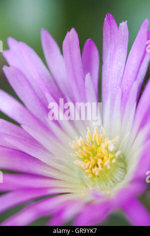 Hardy yellow Ice Plant (midday flower, Delosperma cooperi ...