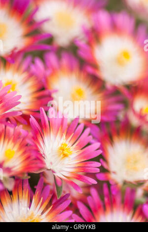 Hardy yellow Ice Plant (midday flower, Delosperma cooperi ...