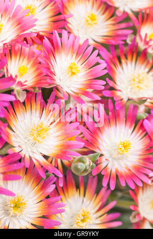 Hardy yellow Ice Plant (midday flower, Delosperma cooperi ...