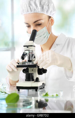 Laboratory for plant propagation Stock Photo - Alamy