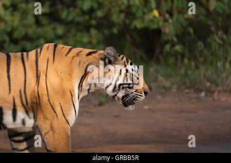 Tiger (Panthera tigris), this is Machli the tigress queen of ...
