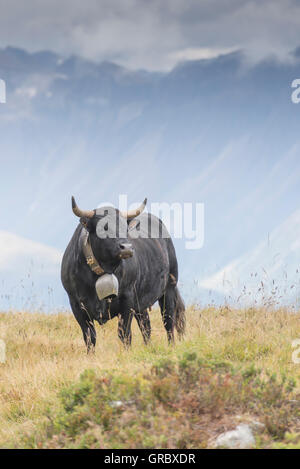 Cow, Eringer Breed, On A Mountain Pasture In The Valais, Clouds And ...