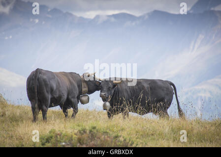 Two 2 Cows, Eringer Breed, On A Mountain Pasture In The Valais, Shreds ...