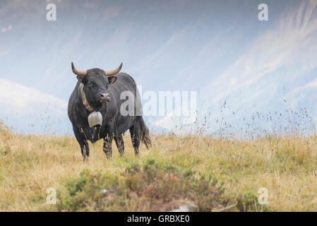 Cow, Eringer Breed, On A Mountain Pasture In The Valais, Mountains In ...