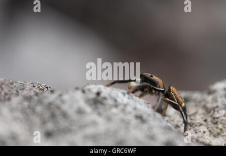 Jumping spider Heliophanus aeneus Stock Photo - Alamy