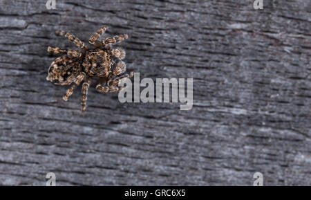 Jumping spider - Sitticus pubescens Stock Photo - Alamy