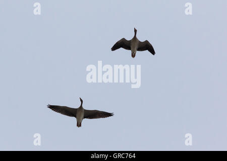Barnacle geese in flight in their habitat in Denmark Stock Photo - Alamy