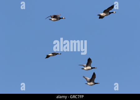 wild geese in flight Stock Photo - Alamy
