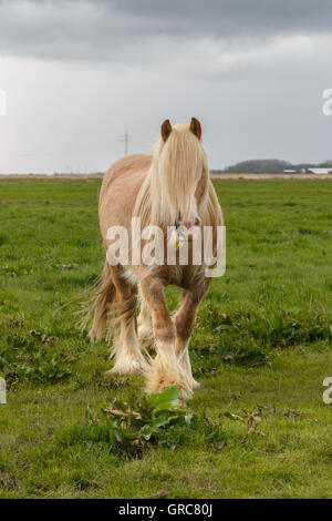 Irish cop on pasture Stock Photo - Alamy