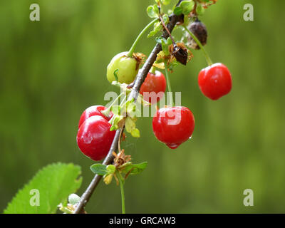 rain drops on cherries Stock Photo - Alamy