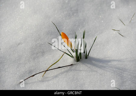 Crocus blossoms in the snow Stock Photo - Alamy