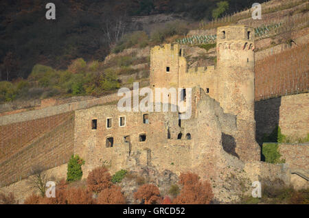 Castle Ruin Ehrenfels Near Rudesheim, River Rhine, Hesse, Germany ...