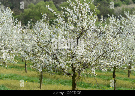 Flowering fruit trees Stock Photo - Alamy