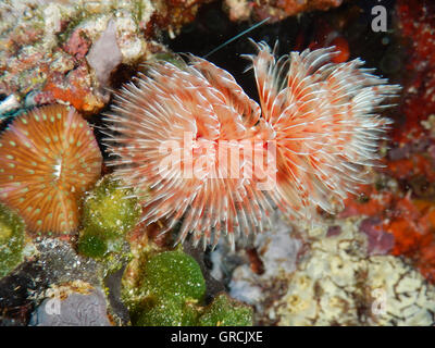 Tube Worm in Coral Reef, Sabellastarte sanctijosephi, Rocktail Bay ...