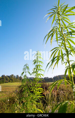 outdoor growing cannabis Stock Photo - Alamy