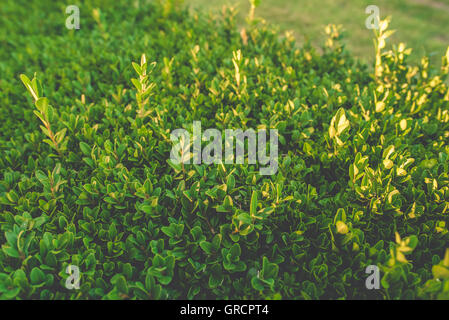 Bush with small leaves in a hedge Stock Photo - Alamy