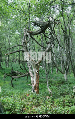 Red Moor, Moor, Hesse, Germany, Europe Stock Photo - Alamy