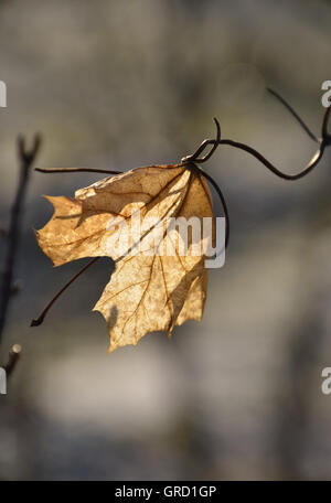 Single withered leaf on a tree in the garden orange and black in colour with red vein up the ...