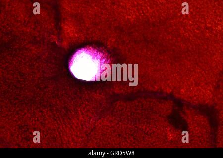 Liver Cells Under The Light Microscope. 200 X Magnification Stock Photo ...
