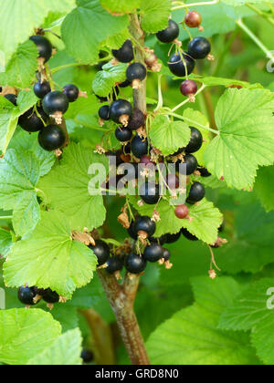 Black (Shrubs) currant (Ribes nigrum), leaves and fruits (Plants ...