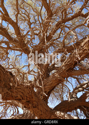 Boscia Albitrunca, Shepherds Tree, Tropical Africa Stock Photo ...