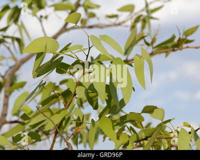 Mopane Tree, Africa, Colospermum Mopane Stock Photo - Alamy
