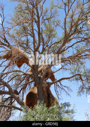 African shepherds tree (Boscia albitrunca) in grassland against a blue ...