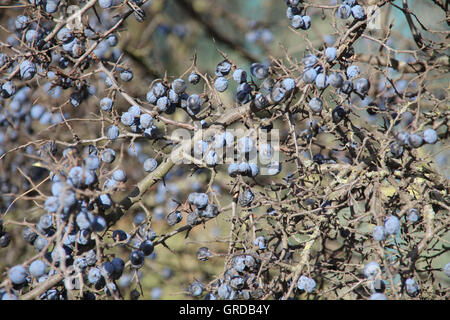 Blackthorn Bush With Ripe Sloes Stock Photo - Alamy