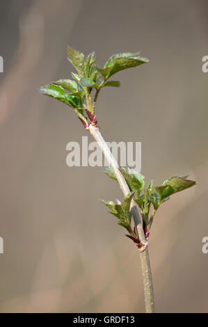 Spring green shrubs sprouting Stock Photo - Alamy