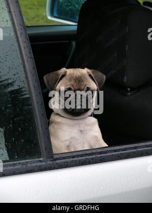 Pug dog looking out the window of car Stock Photo - Alamy