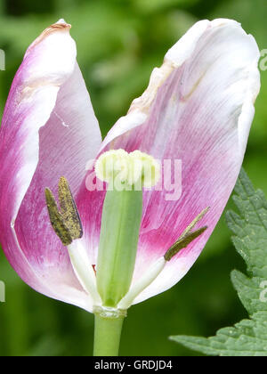 Cross-section of a tulip Stock Photo - Alamy