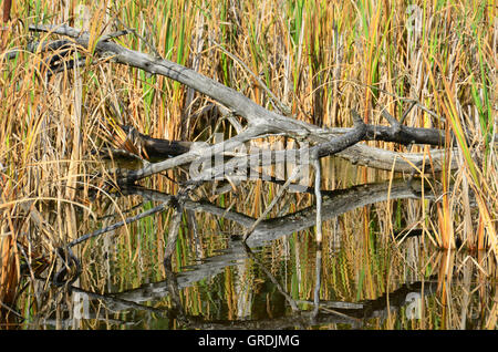 a reed plant at the water, a biotope in nature reed plants at the water ...