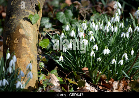 Snowdrops on the forest floor Stock Photo - Alamy