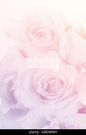 Roses in soft pastel tone Stock Photo - Alamy