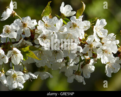 Closeup of green sweet cherry tree branches with ripe juicy berries in ...