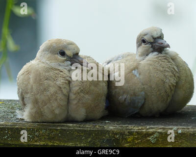 Two Young Collared Doves Sitting Side By Side, Streptopelia Decaocto ...