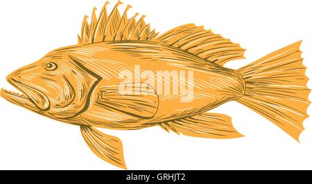 illustration of a black sea bass side view woodcut style Stock Vector ...
