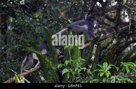 Bandung, Indonesia. 07th Sep, 2016. The release of primates Javan ...