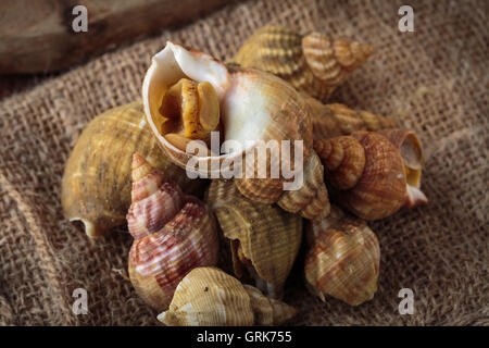 Seafood: raw whelk, sea snails bulot with a garlic and parsley, lemon ...