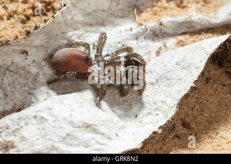 Gemeine Tapezierspinne, Tapezier-Spinne, Atypus affinis, Purseweb ...