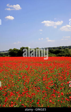 Poppy field, Barming, Maidstone, Kent, UK Stock Photo - Alamy